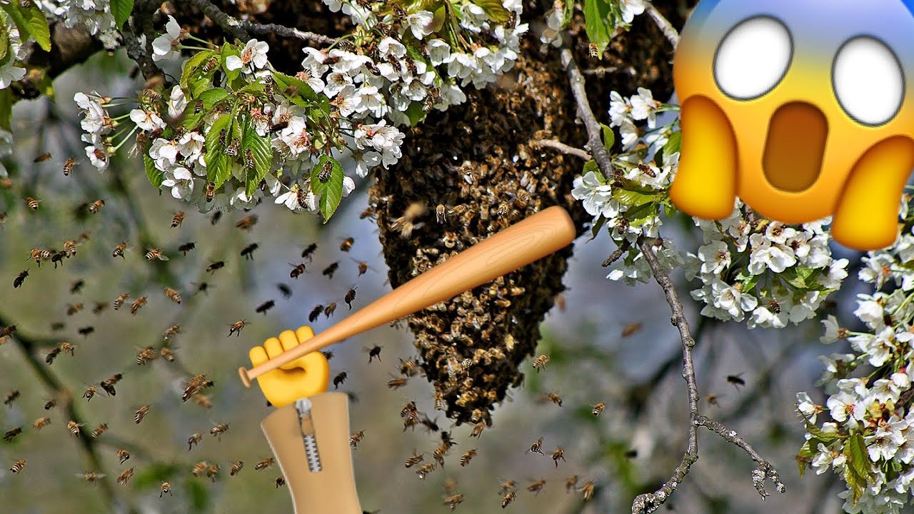 Hitting A Bee Hive With Bats! - YouTube