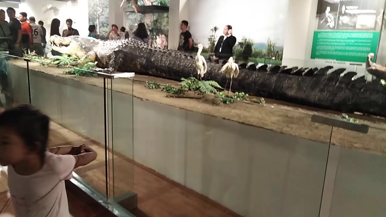LOLONG @ National Museum of Natural History - YouTube