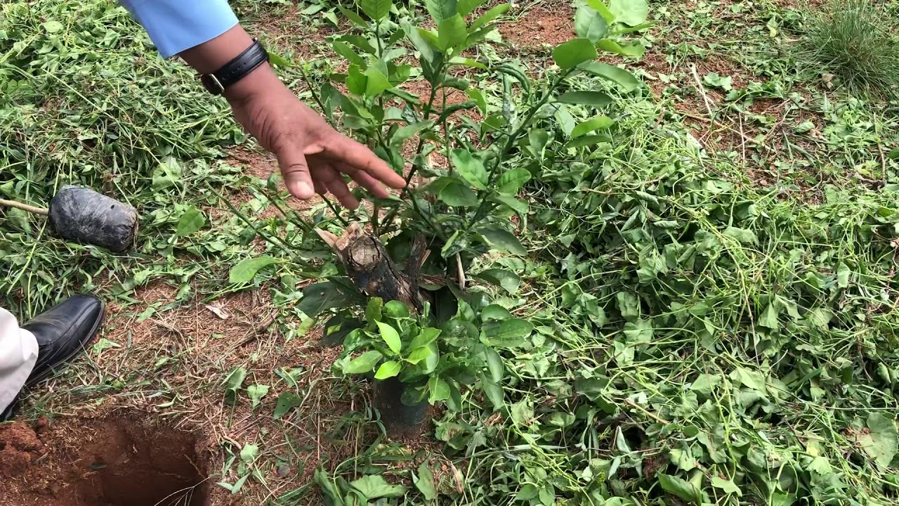 Replantando limones Persa en Mercedes Citrus - YouTube