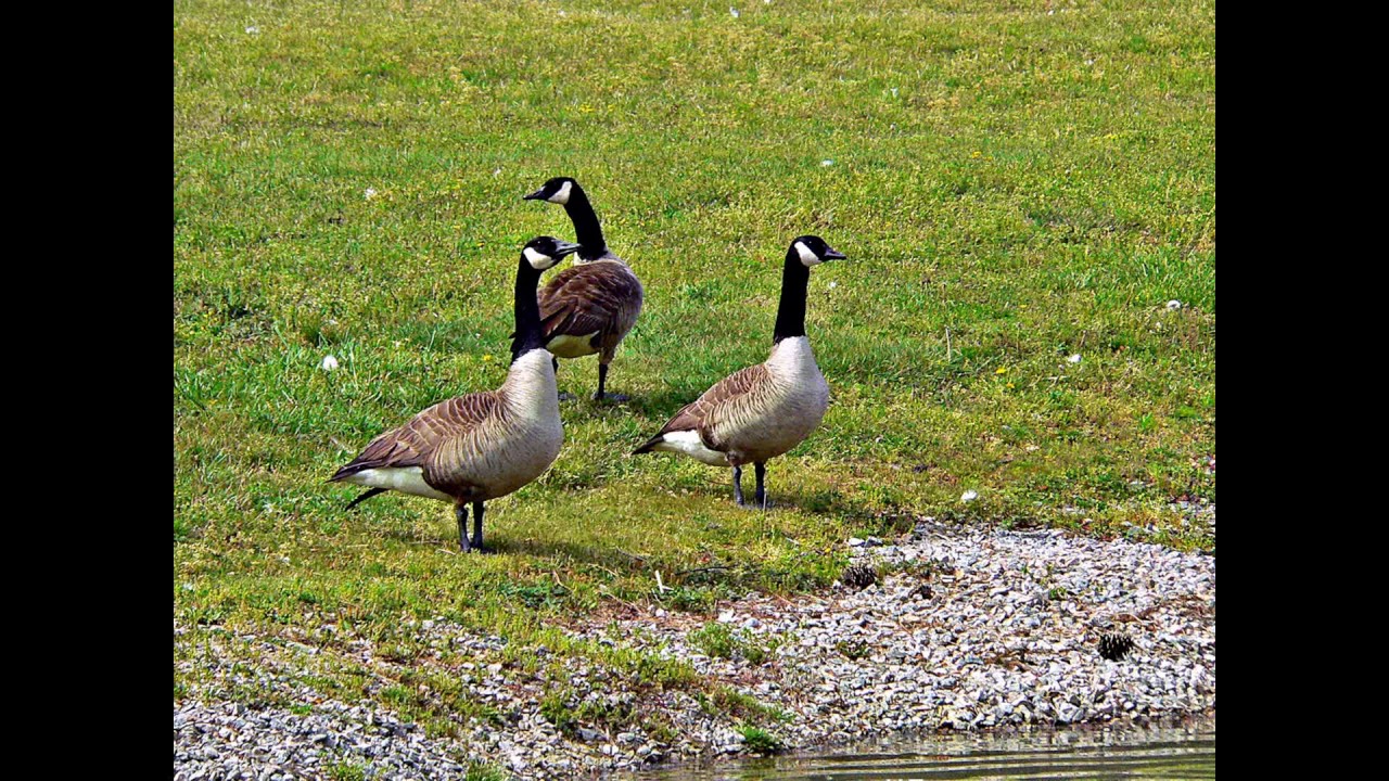 Vulcan Greystone Quarry, Henderson NC - YouTube
