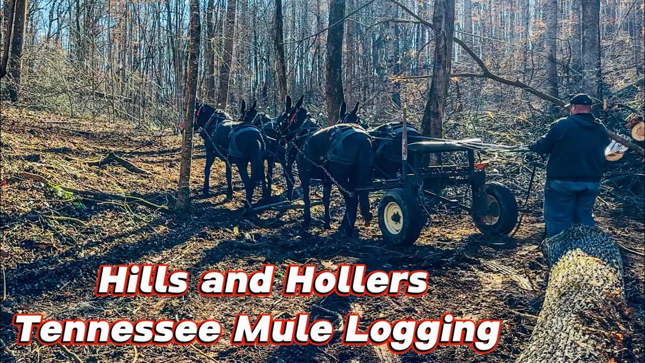All HANDS on deck MULE LOGGING today!! #293 #logging #horselogging # ...