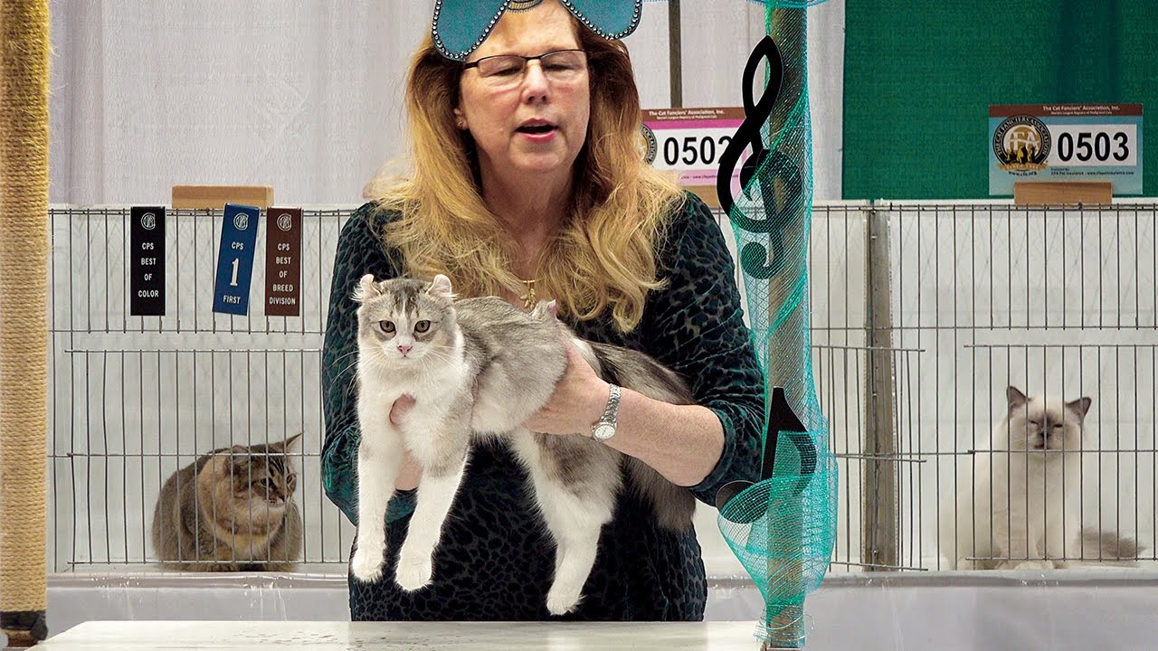 CFA International Show 2019 - Longhair Kitten Class Judging - 1st Set ...