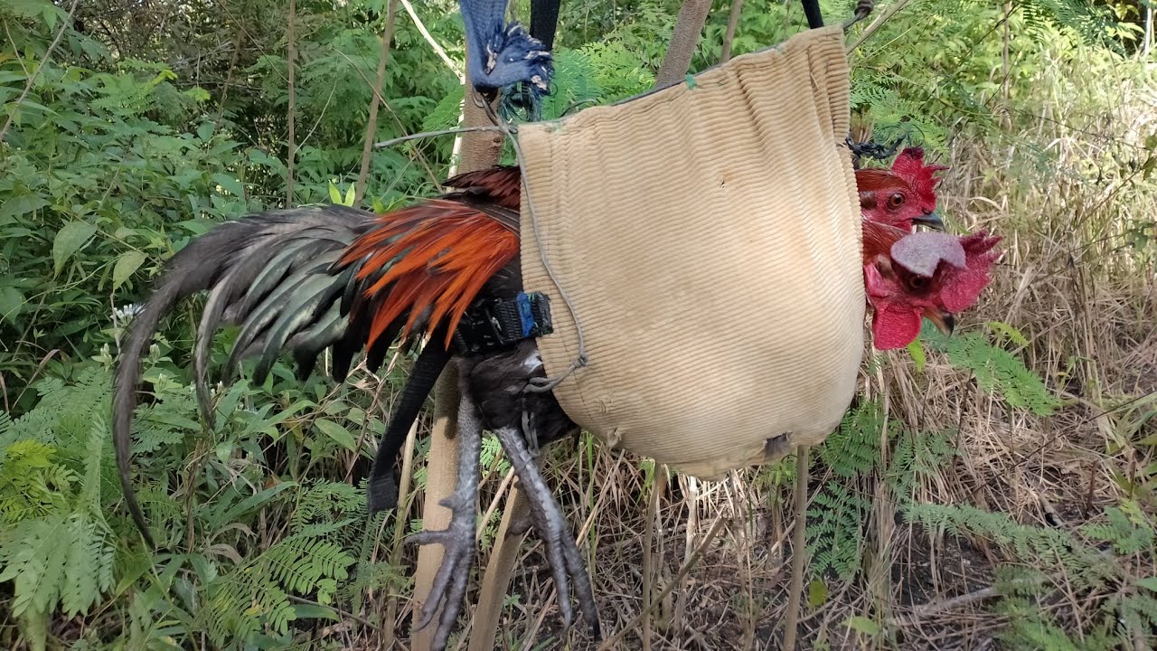 PANG 7 NA HULI NI CANTONESE PART 2 #redjunglefowl - YouTube