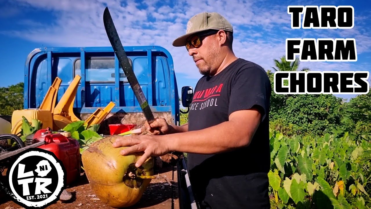 Getting Our Taro Week's Supply From The Old Plantation! - YouTube