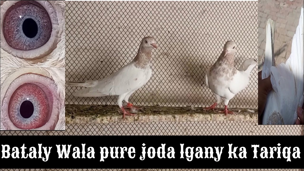 bataly Waly kabutar ||pure joda lgany ka Tariqa|joda lga k Maza AA gya ...