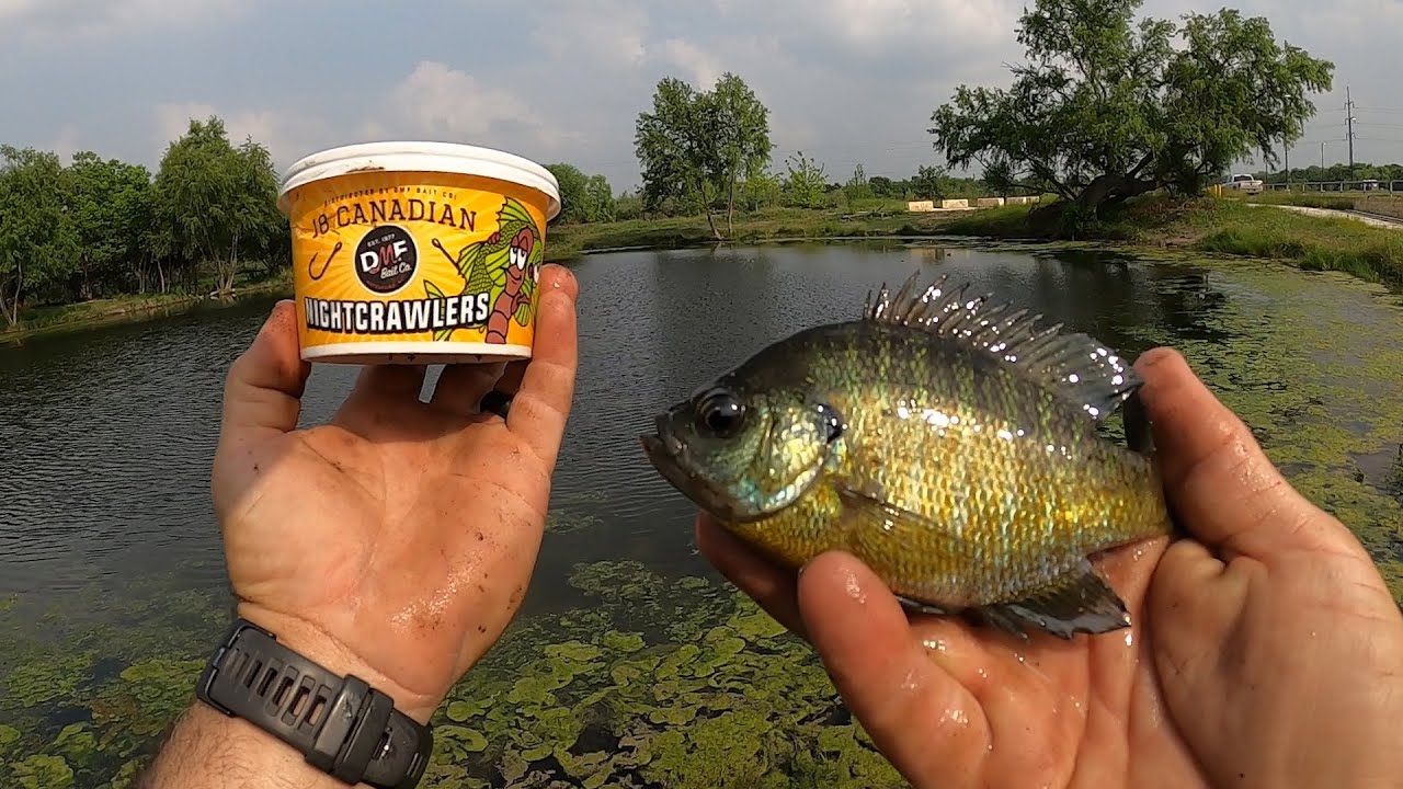 Fastest Way way to Catch Loads of Bream! Bluegill Fishing! - YouTube