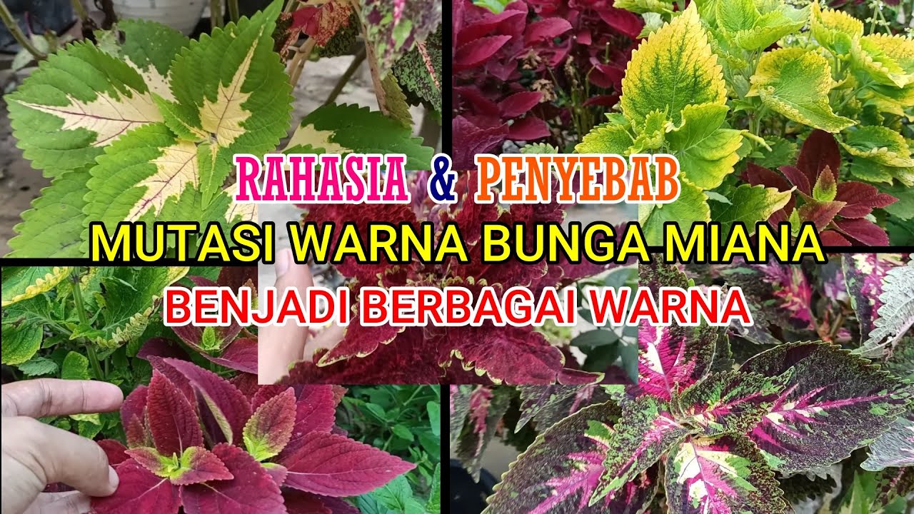 TERNYATA INI RAHASIA & CARA BUNGA MIANA MUTASI WARNA MENJADI BERBAGAI ...