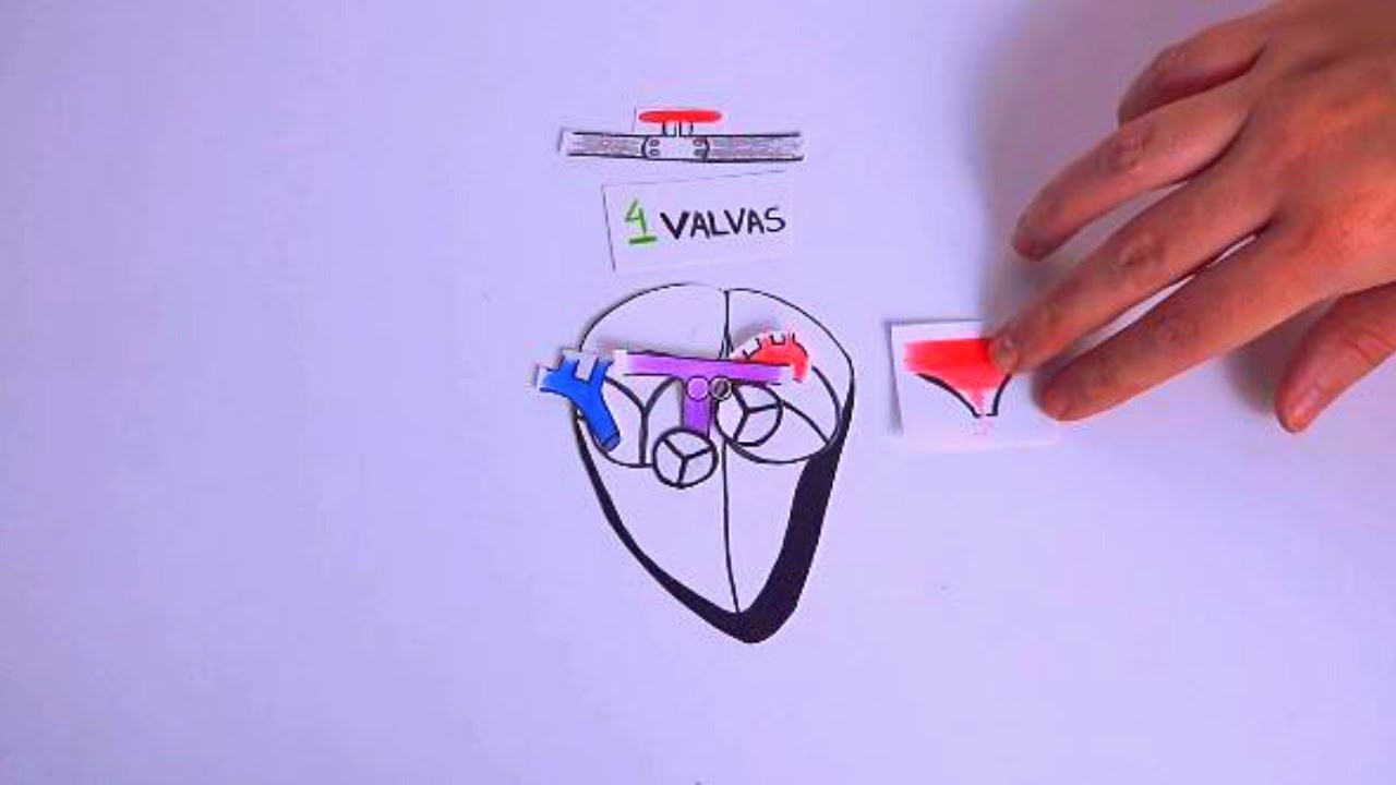O BÁSICO SOBRE VALVAS CARDÍACAS - YouTube