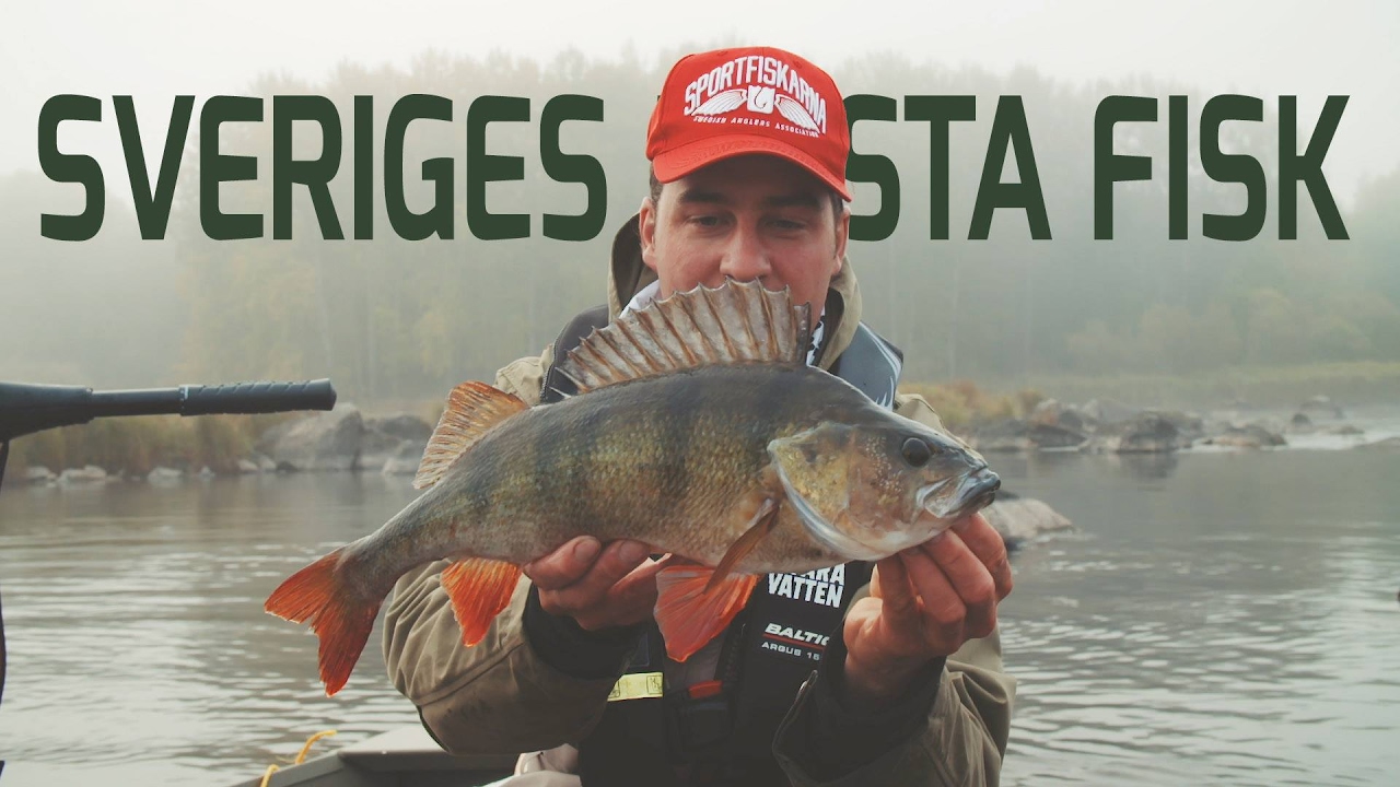 Sveriges mesta fisk - YouTube