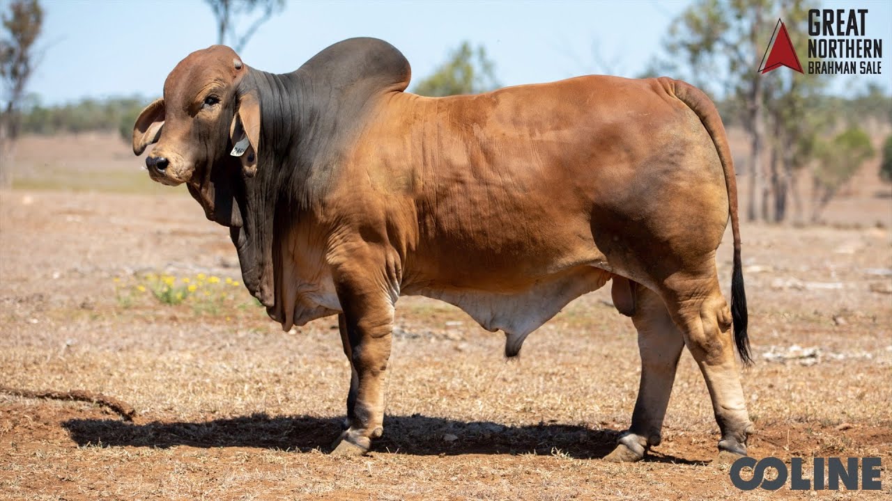 LOT 56 - GREAT NORTHERN SALE 2025 - YouTube