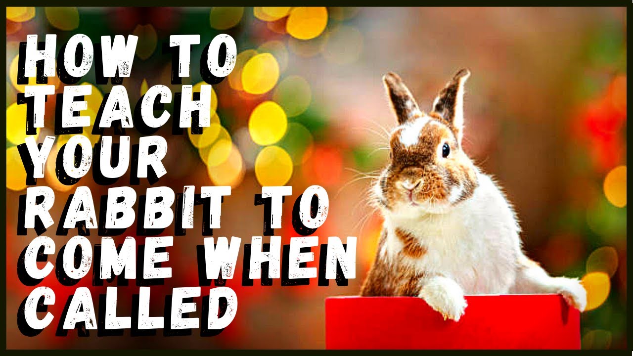 How to Teach Your Rabbit to Come When Called? - YouTube
