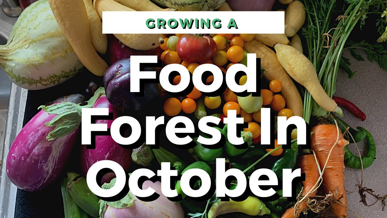 Food Forest In El Paso Texas | October 2022 - YouTube