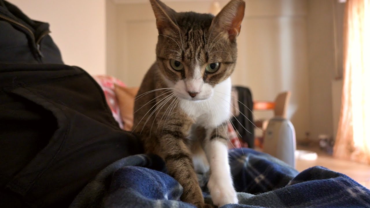 Cat Kneading Biscuits With Great Dedication! - YouTube