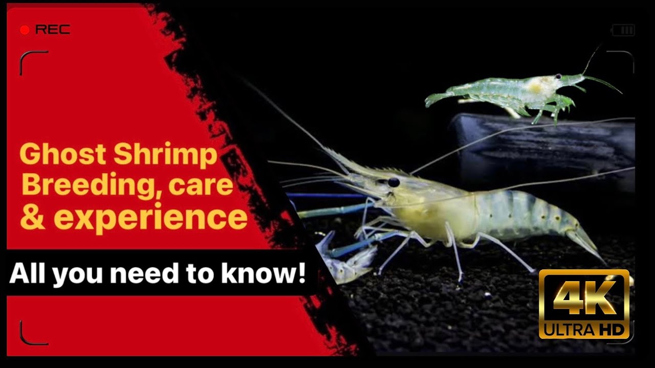 Ghost shrimp complete care guide - YouTube