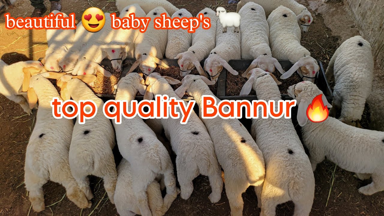beautiful Bannur sheep's // available in Hyderabad // at Mustafa goat ...