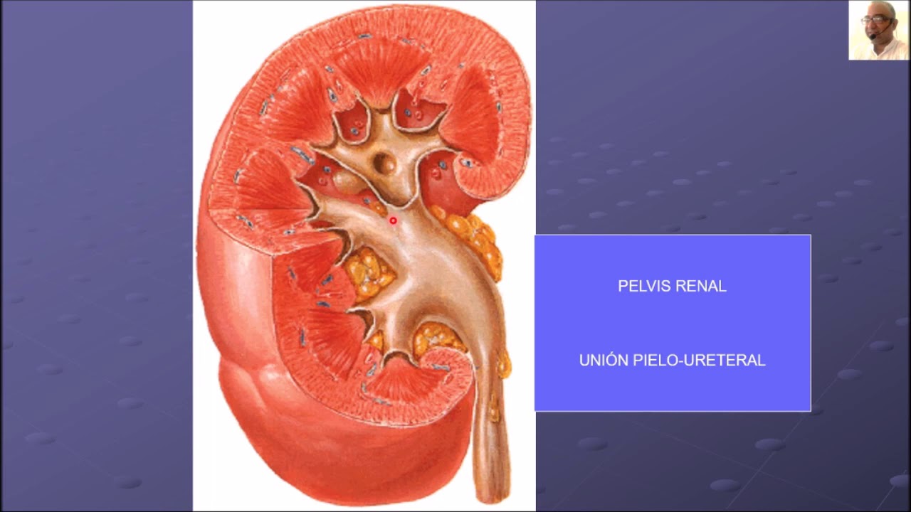 RIÑONES. PROF. DR. MARCELINO BRÍTEZ CABRERA - YouTube