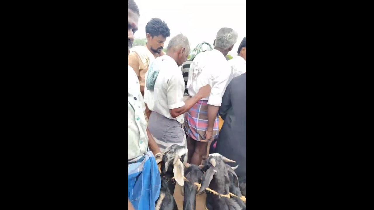 Live streaming of Kannathasan mutton stall - YouTube