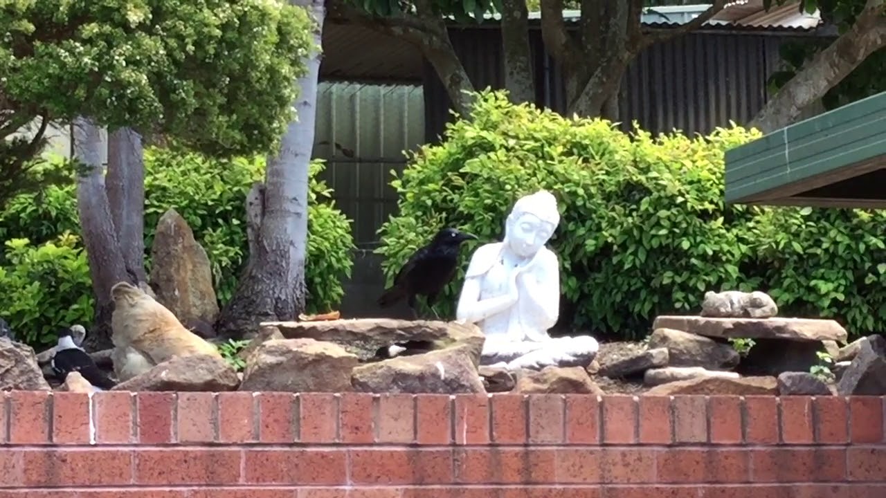 Crow eating pizza. - YouTube
