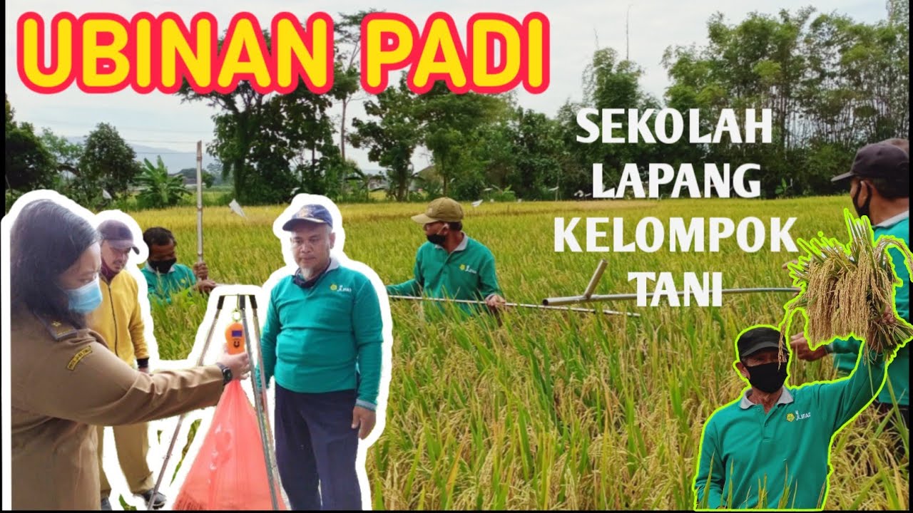 KEGIATAN UBINAN PADI - YouTube