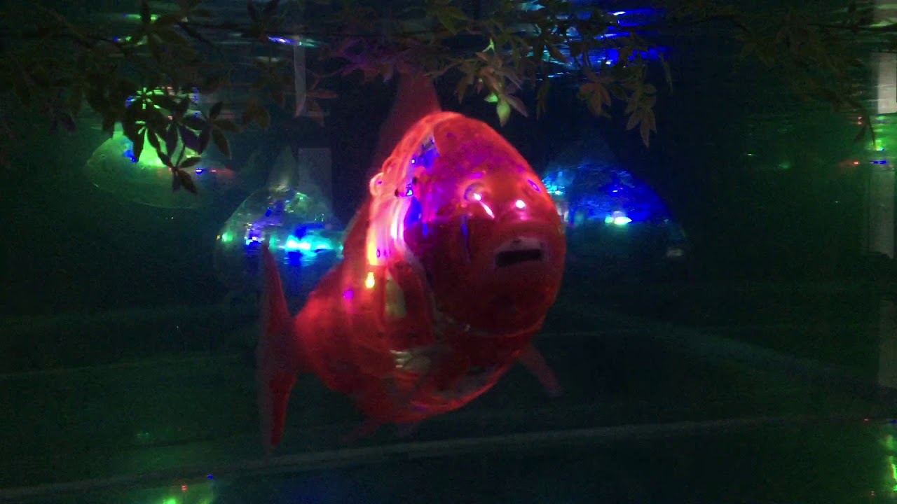 Robot Fish, MIRO ロボットフィッシュ「マイロ」 - YouTube
