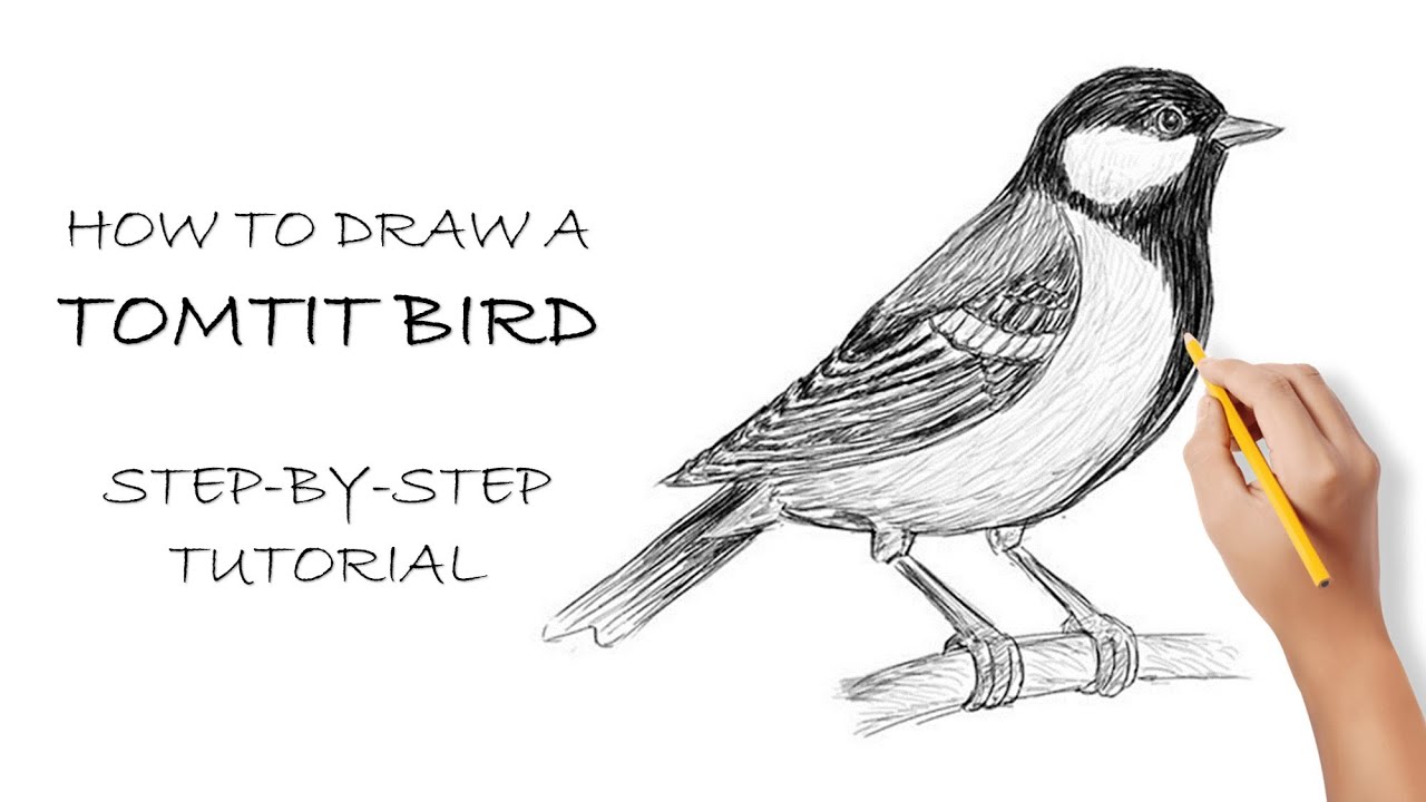 Learn To Sketch A Bird With A Pencil | Simple And Fun Drawing Guide # ...
