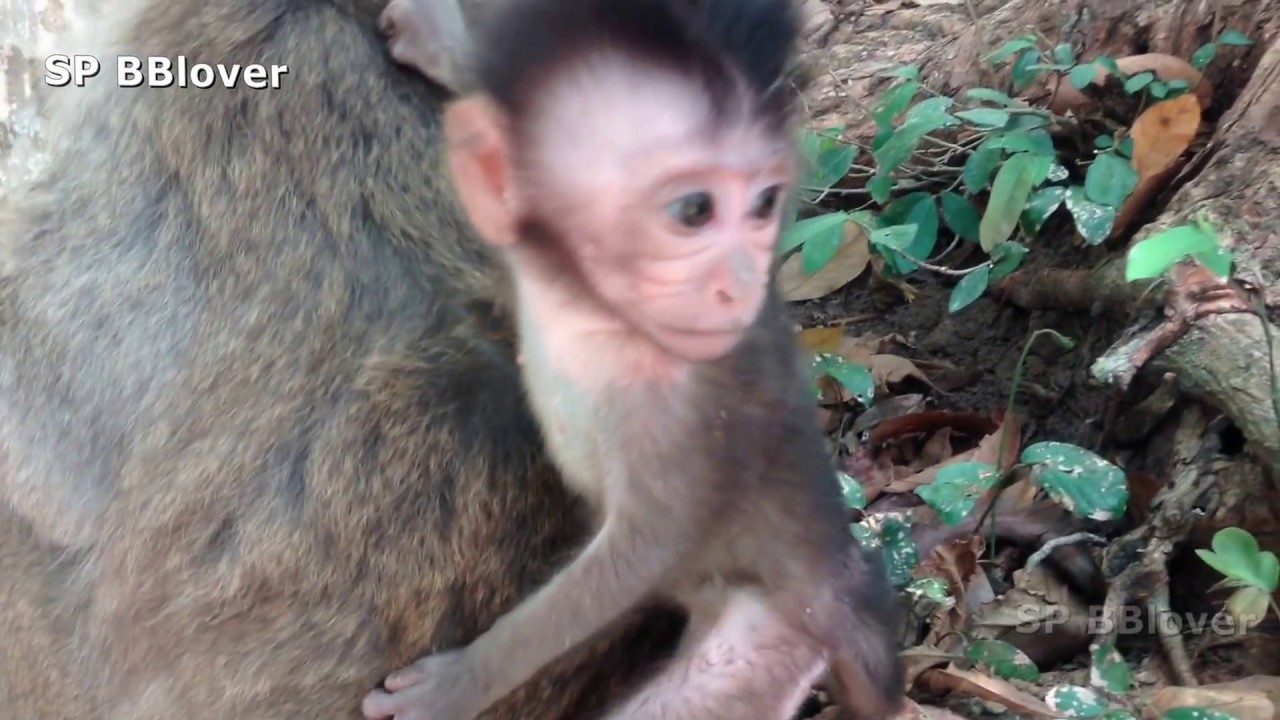Nature Life Vivi Ep 21 - Baby Monkey With Mud On Face - YouTube