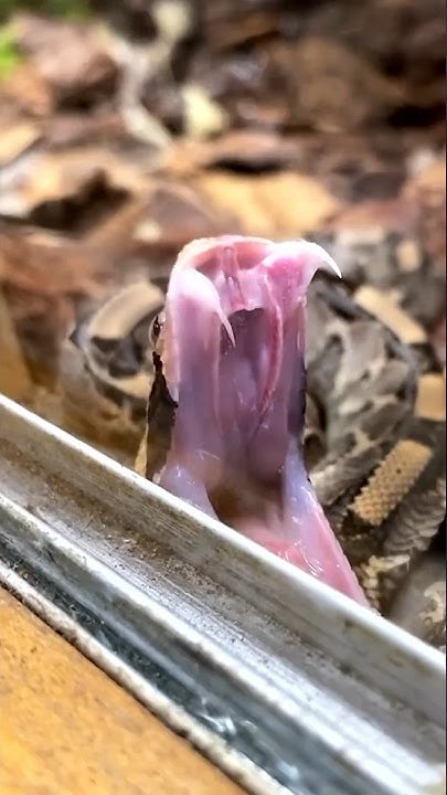 Check out this Snake Yawn🤩🥰 Wild Moment! - YouTube