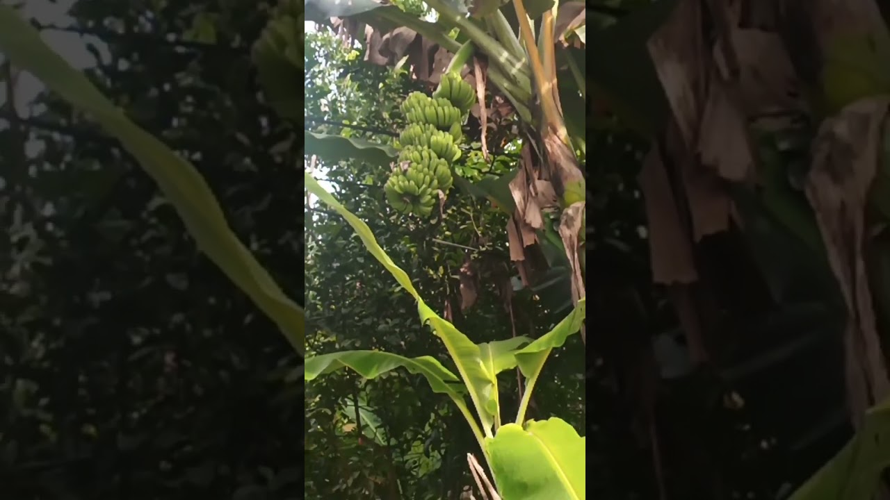 Isang buwig ng #young cardava #banana #shorts - YouTube