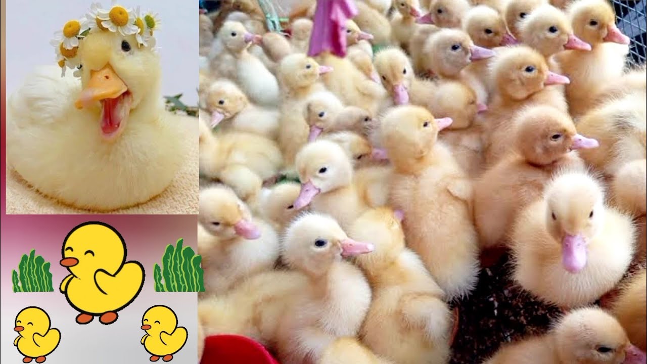 The cuteness of little ducks playing in the morning ( part 7 ) 🐣🐣🐣 ...