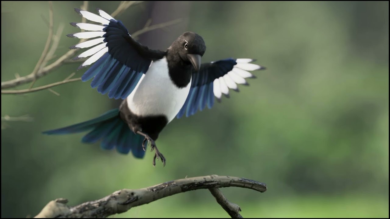 Black-billed magpie Sounds - YouTube