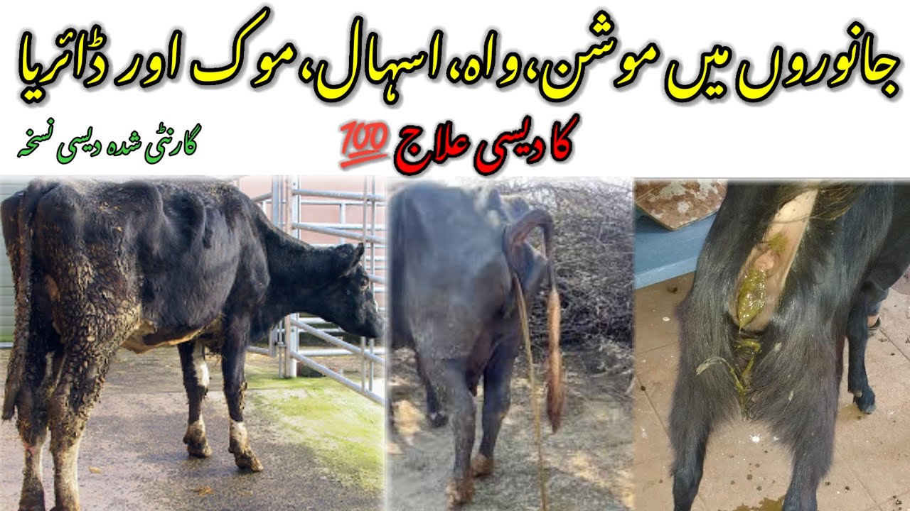Loose motion in cow and bafflow || loose motion ka Desi ilaj || animal ...