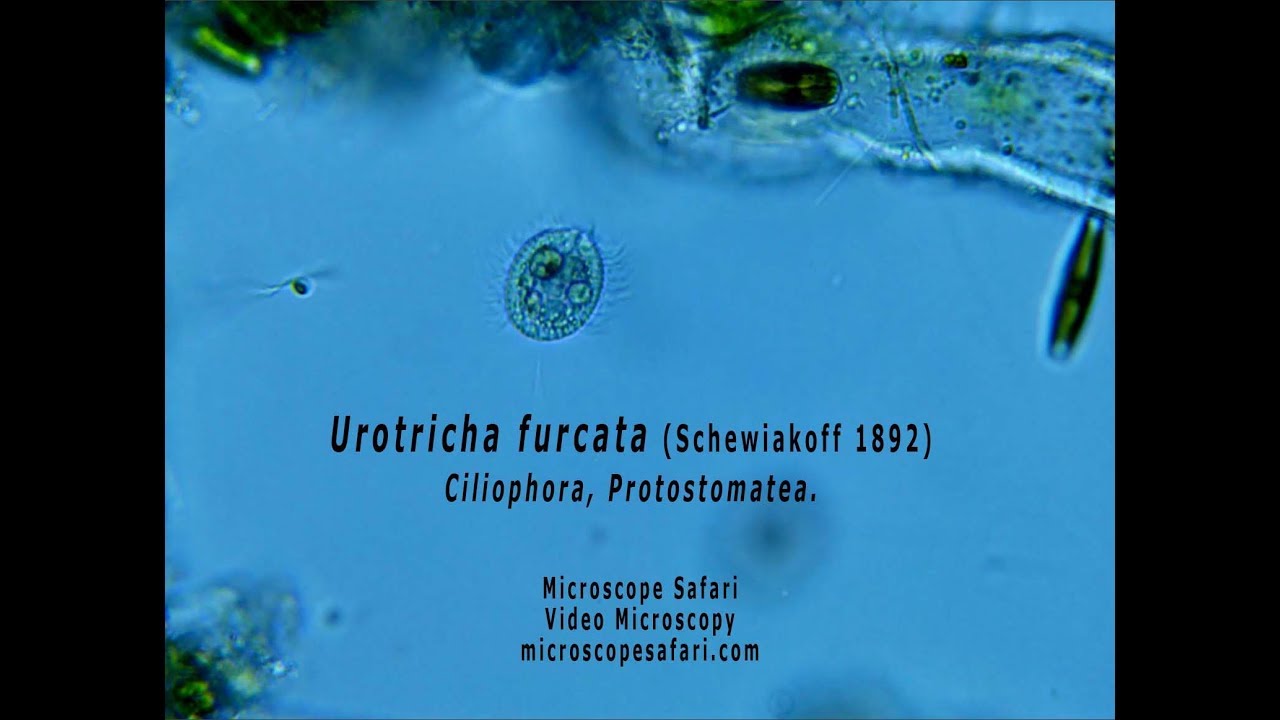 Urotricha furcata - YouTube