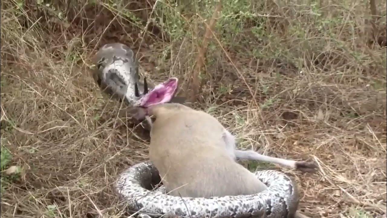 king cobra vs hyena | Hyenas Herd Rescue Baby From Python - YouTube