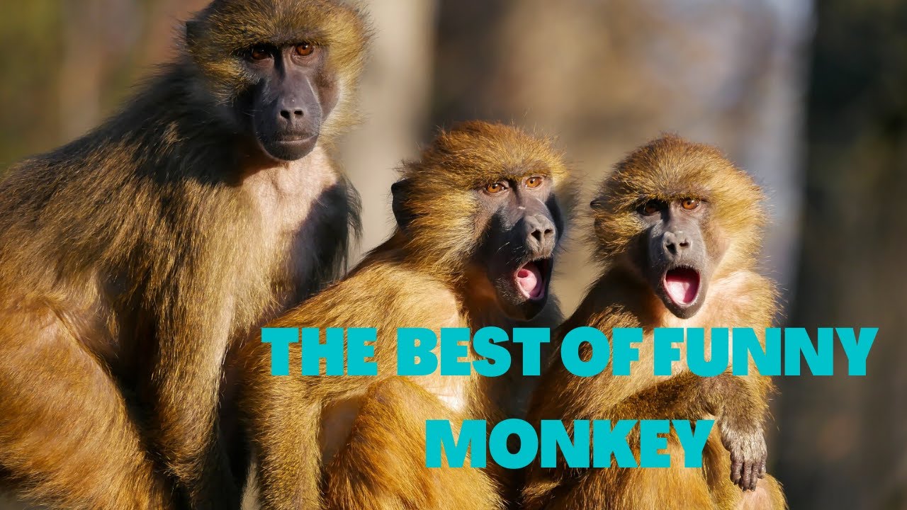 The Best Of Funny monkey | Try Not To Laugh Challenge | Funniest ...