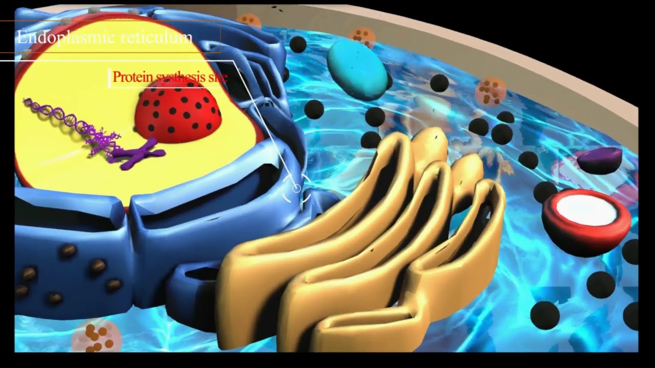 OVERVIEW OF CELL STRACTURE 3D ANIMATION - YouTube