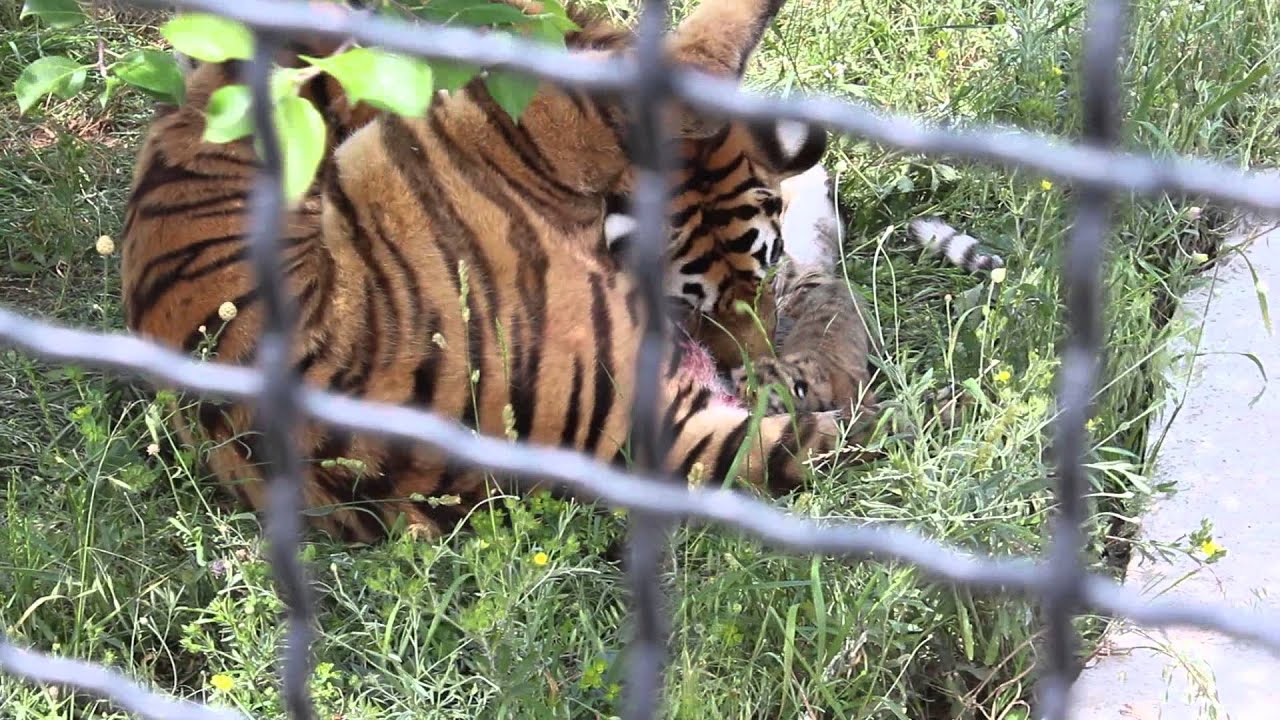 TIGERS, BIRTHING PROCESS - YouTube