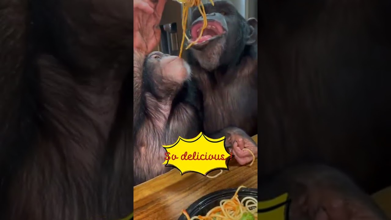Monkeys love Spaghetti - YouTube