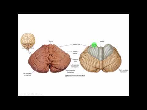 Anatomy of Cerebellum || Dr Yusuf || - YouTube