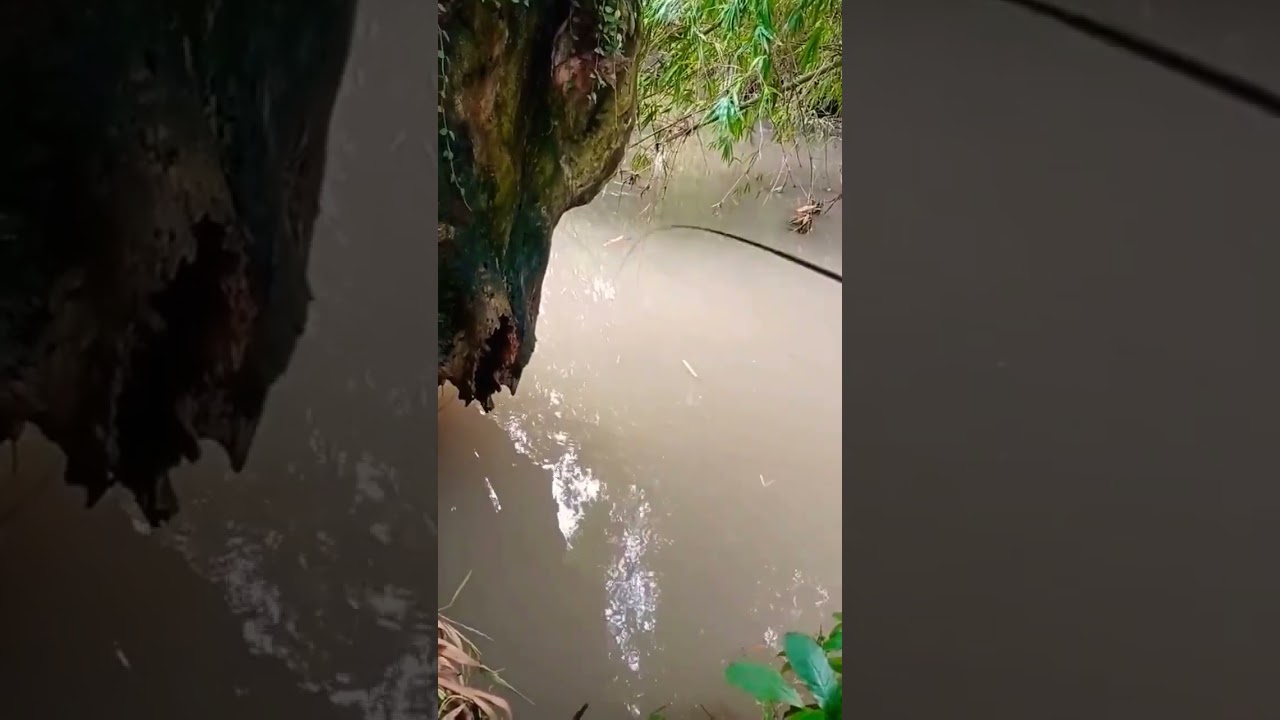 Mancing Ikan Monyet 🙈#shorts - YouTube