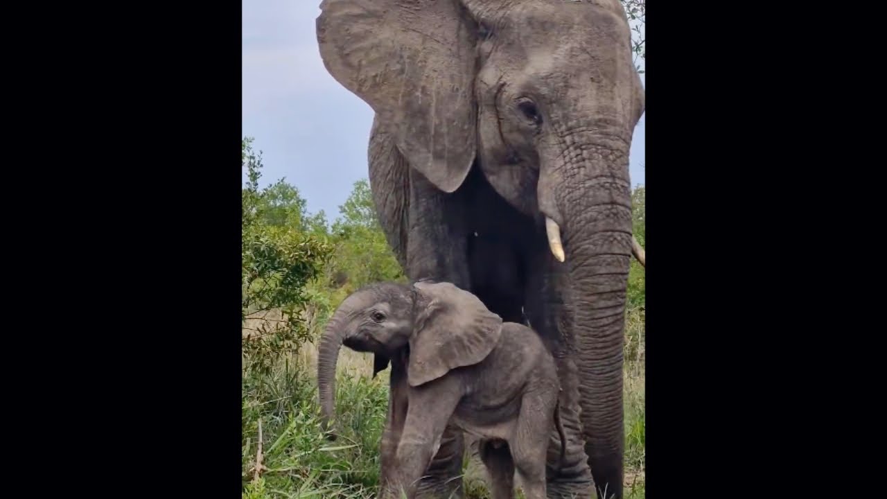 Elephant Calf few hours old | 12 December 2024 - YouTube