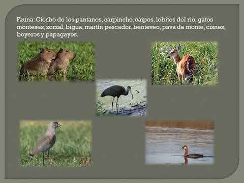 EL DELTA Y LAS ISLAS DEL PARANÁ - YouTube