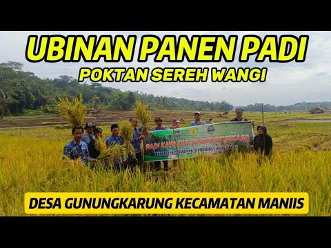 UBINAN PANEN PADI DI DESA GUNUNGKARUNG KECAMATAN MANIIS-POKTAN ...