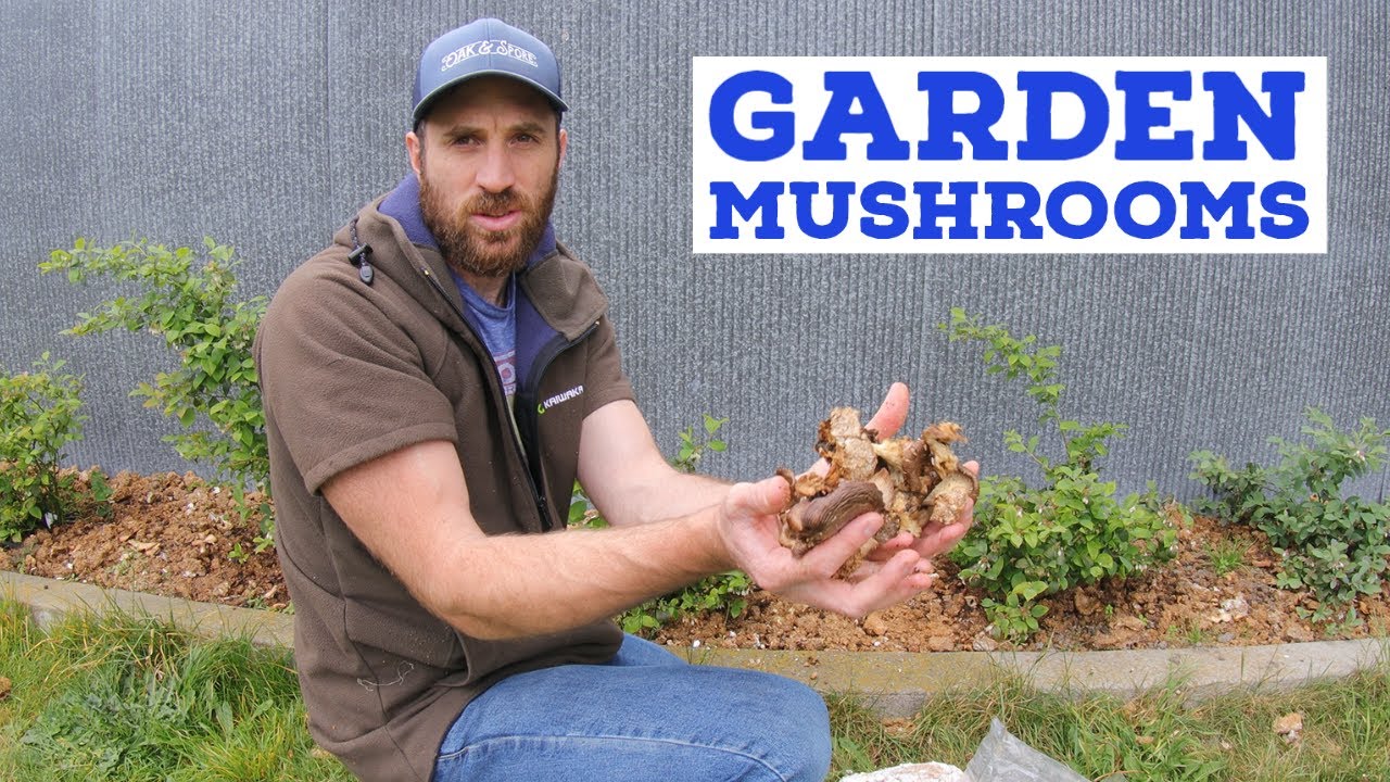 How to Grow Edible Mushroom in your Garden EASY - YouTube