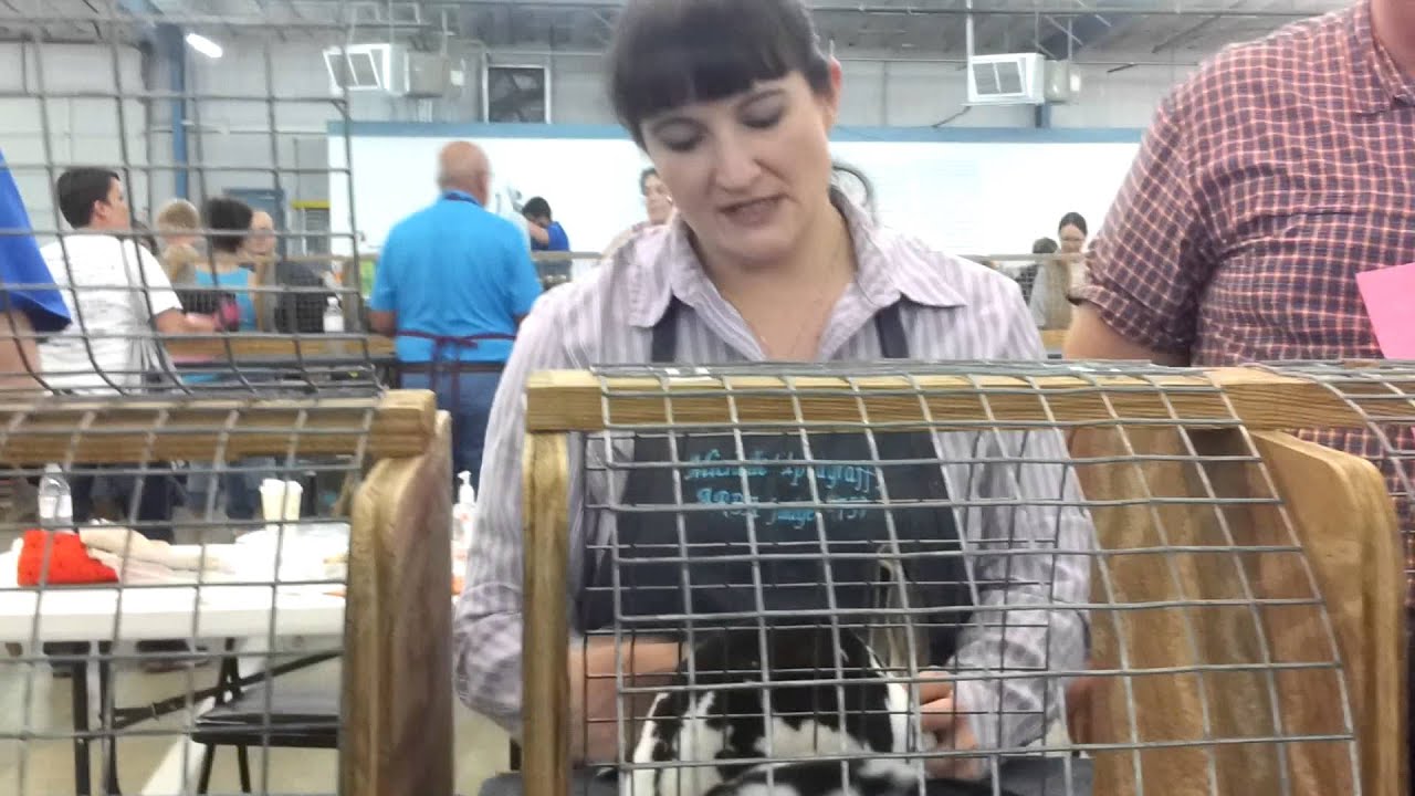 ETRBA rabbit show judging ear# FBR101 - YouTube