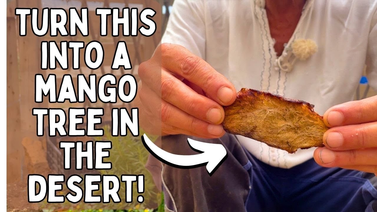 HOW TO GROW A MANGO TREE | From your mango stone. - YouTube