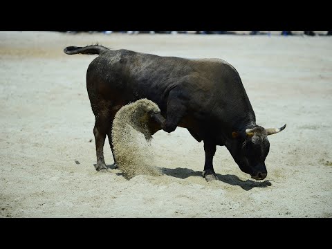 Kemalpaşa Artvinliler Kültür ve Dayanışma Derneği 2. Boğa Güreşi Festivali