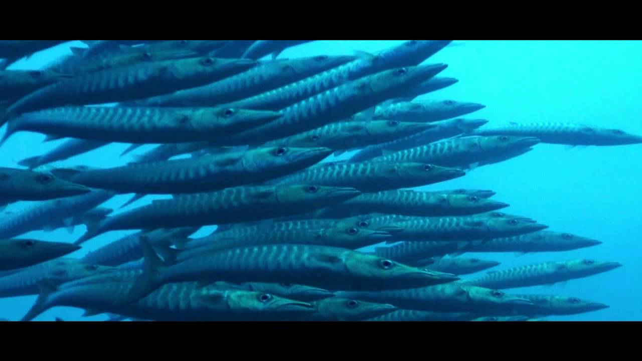 Reef Predators by Tom Blackburn - YouTube