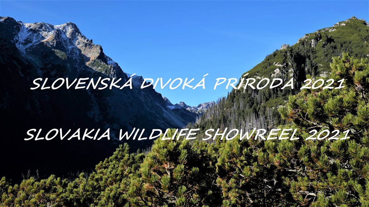 SLOVAKIA WILDLIFE SHOWREEL 2021 / SLOVENSKÁ DIVOKÁ PRÍRODA 2021 - YouTube