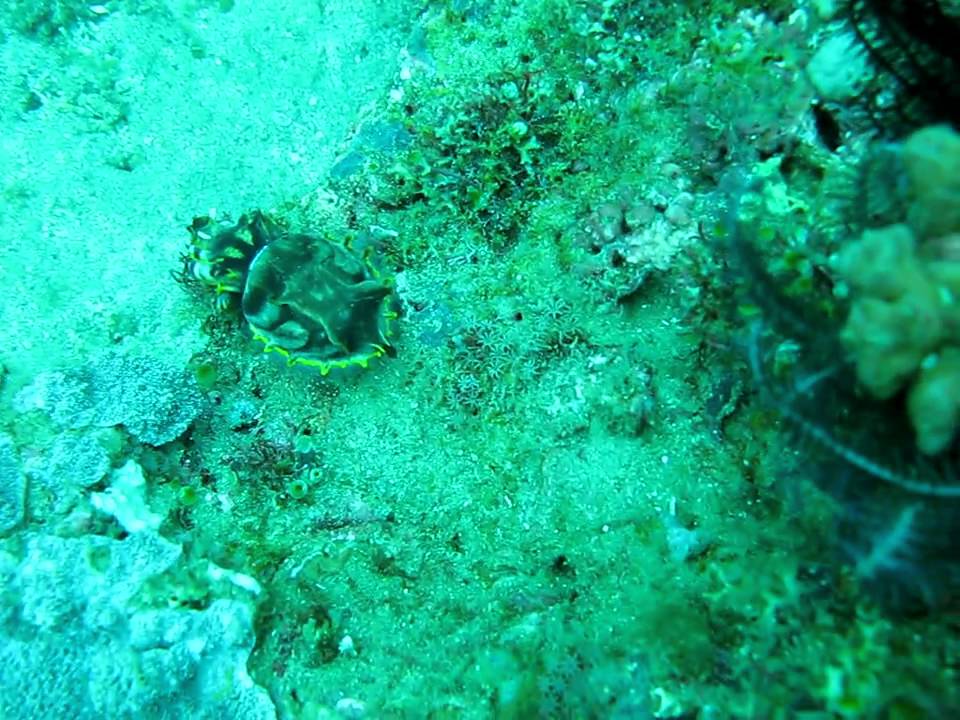 Psychedelic Cuttlefish, Batangas, Philippines - YouTube