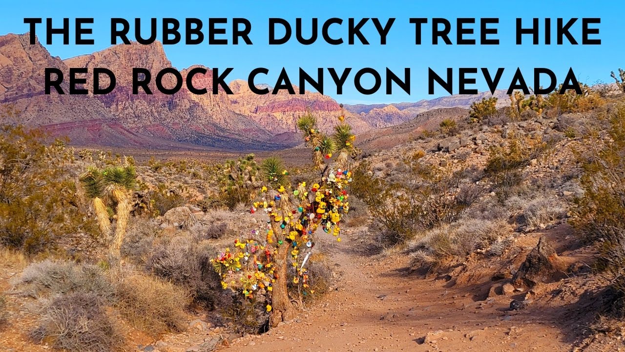 THE RUBBER DUCKY TREE HIKE RED ROCK CANYON NEVADA - YouTube